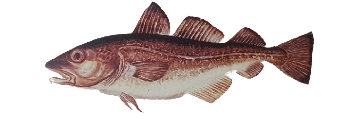 Treska obecná - 5 způsobů, jak ji ulovit | CK Eden